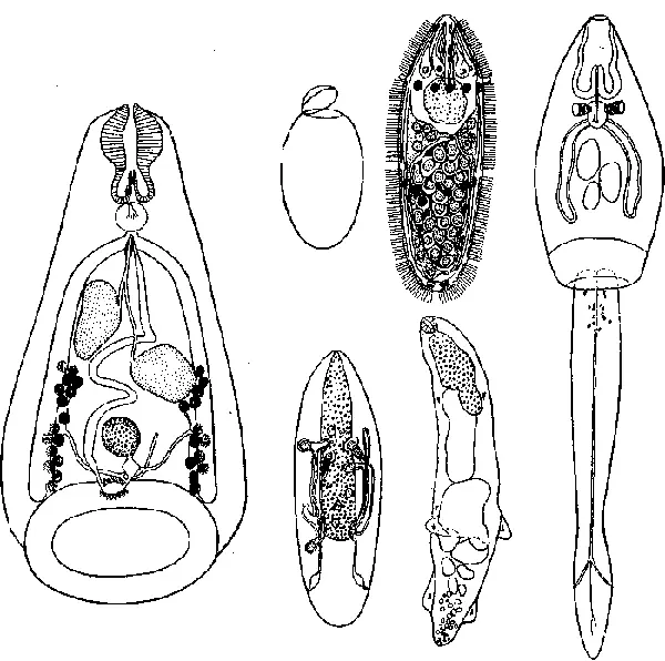 Megalodiscus temperatus (Stafford, 1905) Harwood, 1932 12624_5