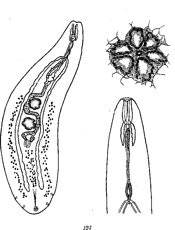 ማይክሮስካፊዲየም reticularis (ቫን ቤኔደን ፣ 1859) ሉስ ፣ 1902 12716_2