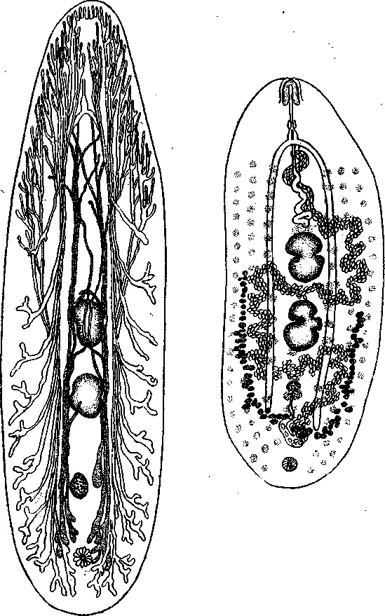 Praghas Hexangitrema pomacanthi, 1937 12731_2