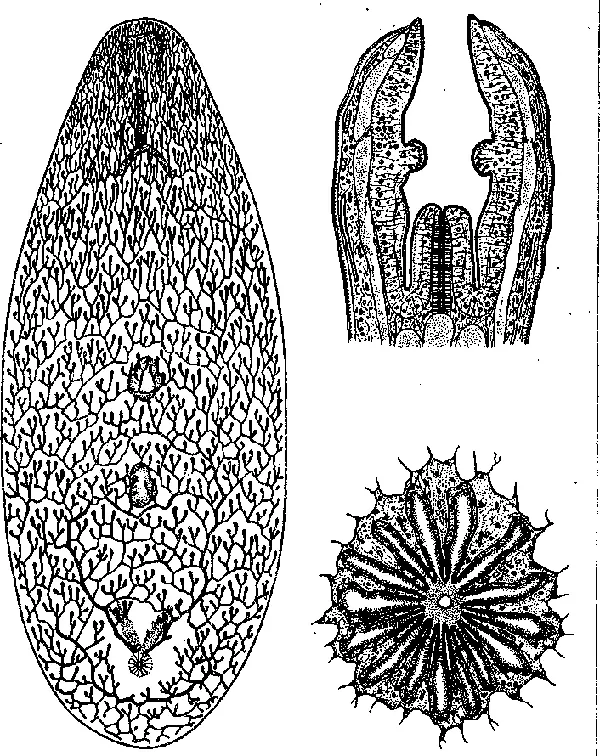 Praghas Hexangitrema pomacanthi, 1937 12731_3