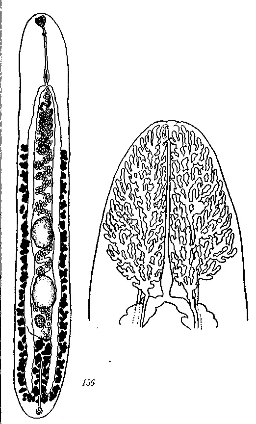 Anatomi saka Polyangium linguatula 12768_2