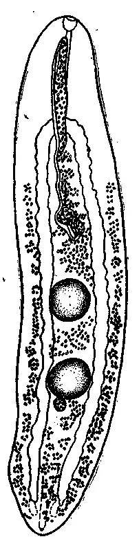 Anatomio de Polyangium linguatula 12768_3