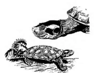 GENUS TURTLE-CUKUNG TURTUS GENUS EMYDURA BONAPARTE, 1836