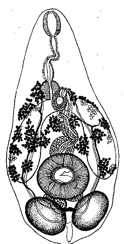 Telotrema caudatum Ozaki, 1933 12806_2