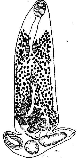 Telotrema caudatum Ozaki, 1933 12806_3