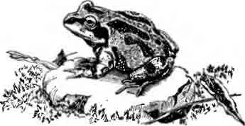 Illinois na -abụ abụ frog Pseudacris streckeri illinoensis