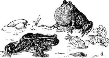 정글 두꺼비 Bufo calamita Laurenti, 1768