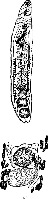 Suku Erschoviorchis Skrjabin, 1945 12953_3