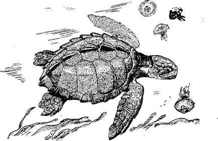 GENUS RIDLEY, eða OLIVE TURTLES GENUS LEPIDOCHELYS FITZINGER, 1843