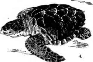 Olive Ridley Lepidochelys olivacea