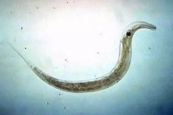 خاندان Cyclocoeliidae Kossack ، 1911 کے trematodes کے مطالعہ کے اہم مراحل۔ 13004_1