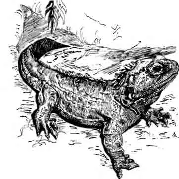 Tautara, okanye tuatara Sphenodon punctatus