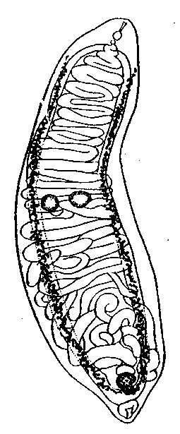 Spaniometra oculobia (Cohn, 1902) 13095_3