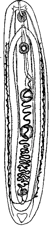 Spaniometra oculobia (Cohn, 1902) 13095_5