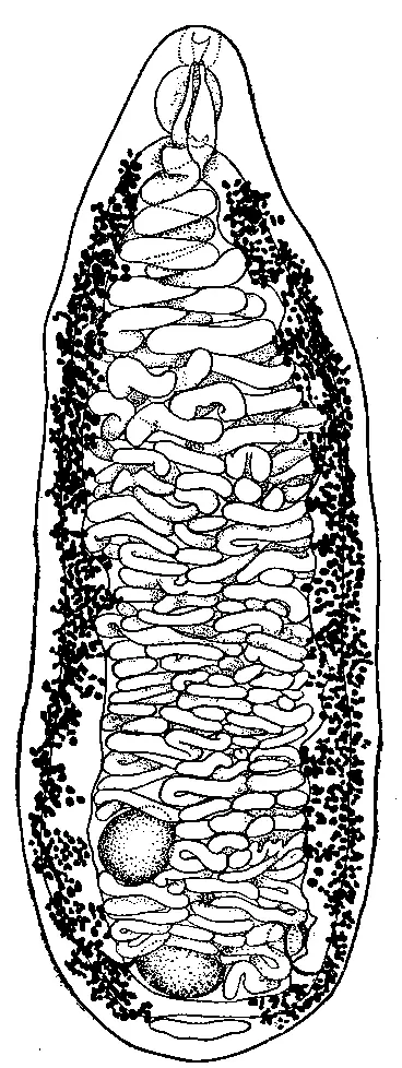 Cyclocoelum sharadi Bhalerao, 1935 13110_2