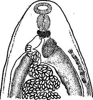 Cyclocoelum sharadi Bhalerao, 1935 13110_3