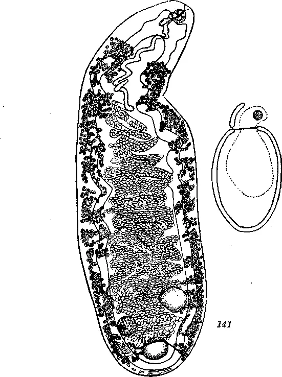 Cyclocoelum sharadi Bhalerao, 1935 13110_4