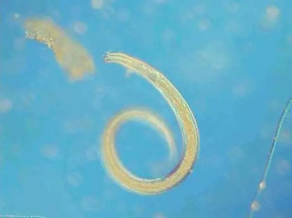 Twa nije genera fan trematoden fan 'e famylje Spirorchidae 13129_1