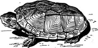 Silt Turtle Dunn Kinosternon dunni Schmidt, 1947