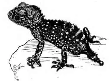 GENUS LUMINOUS GEKCOONS, אָדער NEFRUSES GENUS NEPHRURUS GUNTHER, 1876