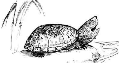 GENUS MUSCY TURTLES GENUS STERNOTHERUS GRAY, 1825