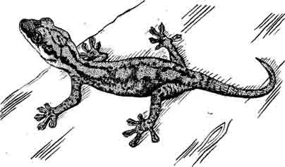 מין PSEUDOTHECADACTYLUS סוג PSEUDOTHECADACTYLUS BRONGERSMA, 1936