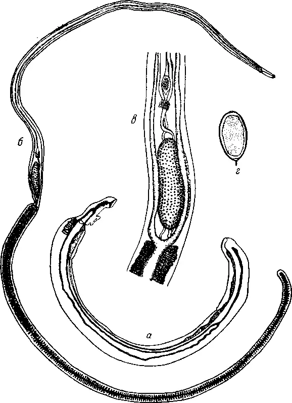 Cov teeb meem pathological ntawm Schistosoma indicum 13372_2