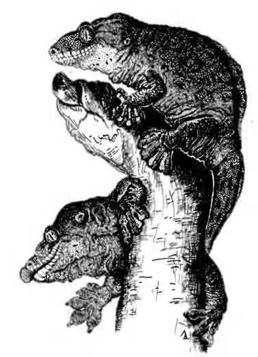 GENUS GENUS RHACODACTYLUS FITZINGER, 1843