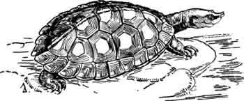 Iyalin Mexico na turtles Familia Dermatemydidae Gray, 1848