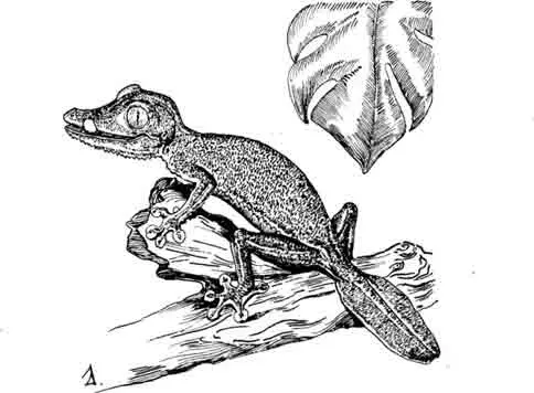 GENUS FLAT GEKCOONS GENUS UROPLATUS DUMERIL, 1805