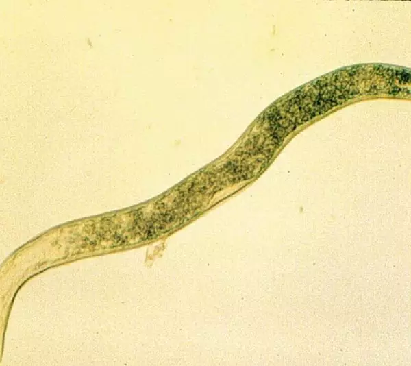 Cúlra stairiúil ar schistosomiasis na Seapáine