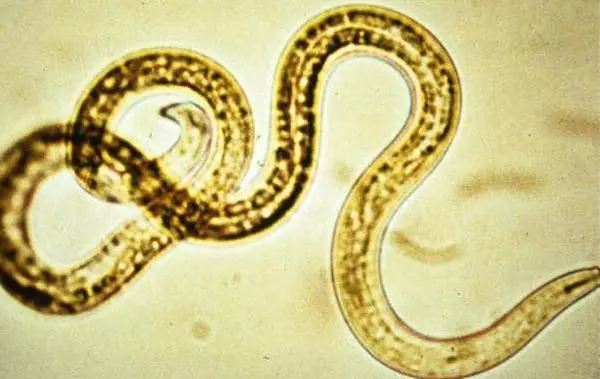 Az emberi schistosomiasis terjedése és gyakorlati jelentősége 13530_1