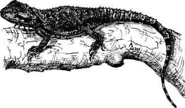 GÊNERO LAGARTO BARBADO GÊNERO AMPHIBOLURUS WAGLER, 1830