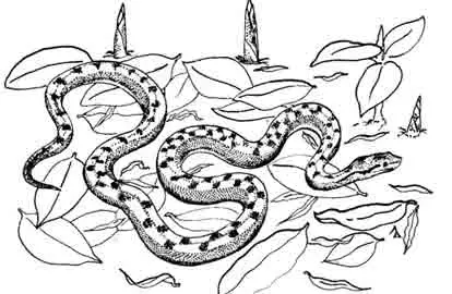 GENUS TROPIDOPHIS BIBRON, 1843