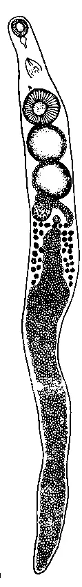 Anatomia del Brachylecithum attenuatum 13770_2