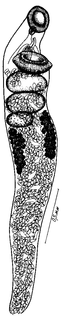 Brachylecithum attenuatum anatomija 13770_3