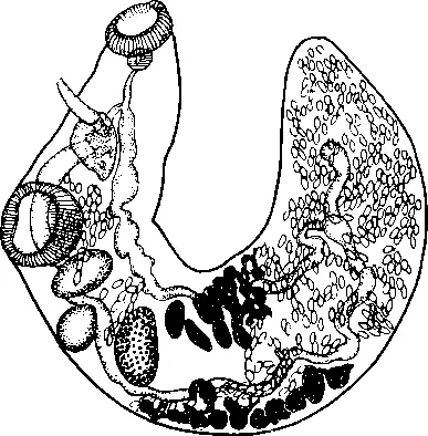 Anatomia del Brachylecithum attenuatum 13770_4