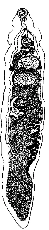 ඇතෙස්මියා රුඩෙක්ටා (බ්‍රෝන්, 1901) ට්‍රැවාසෝස්, 1941 13775_2