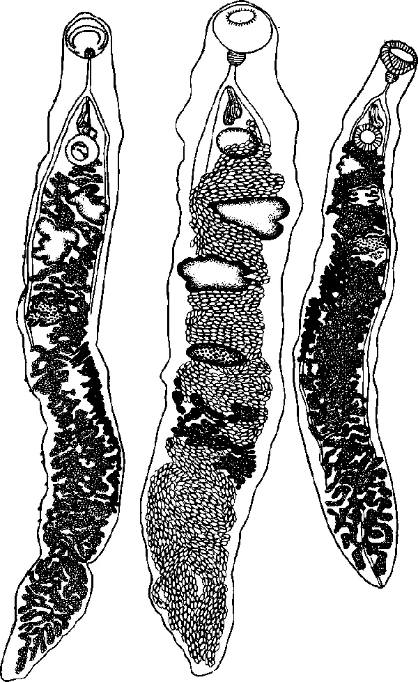 Athesmia rudecta (Braun, 1901) Travassos, 1941 13775_4