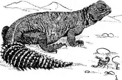 GENUS THRINKLASS GENUS UROMASTIX MERREM, 1820