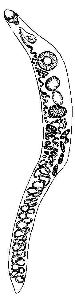 Brahilecitum laymani (Trawassos, 1944) 13819_2