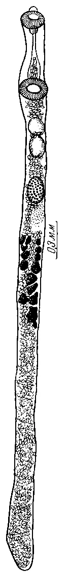 බ්‍රැචයිලචිතම් ලේමානි (ට්‍රැවාසෝ, 1944) 13819_3