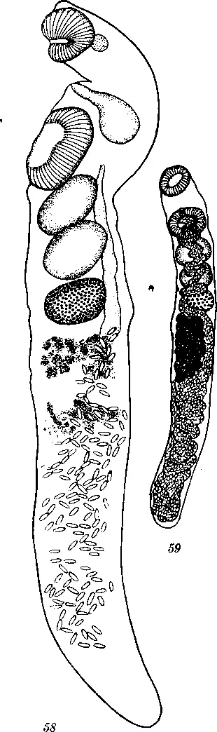 බ්‍රැචයිලචිතම් ලේමානි (ට්‍රැවාසෝ, 1944) 13819_4