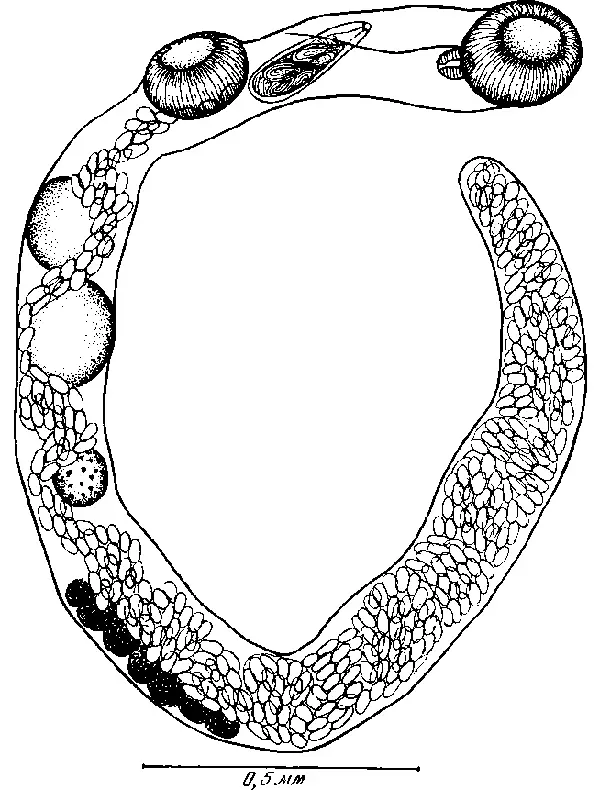 Brachylecithum lobatum (Railliet, 1900) strixi Oschmarin, 1952 13825_2