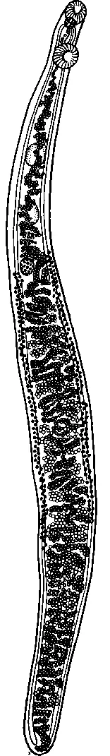 Corrigia plesiostomum (Linstow, 1883) Стром, 1940 ж 13884_2