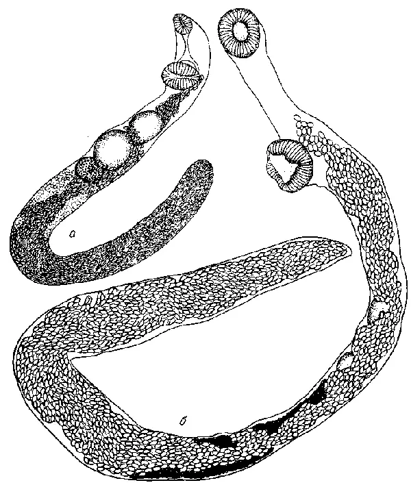 Corrigia plesiostomum (Linstow, 1883) Strom, 1940 13884_3