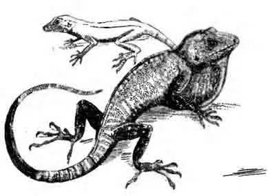 ANOLIS -SUKU ANENIS GREY, 1827