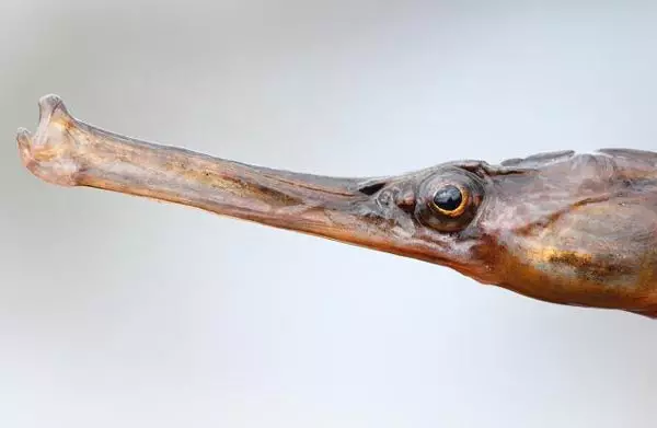 Peixos d'agulla marins i d'aigua dolça: descripció, distribució, manteniment i reproducció 13_101