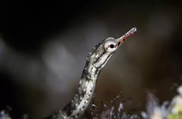 Peixos d'agulla marins i d'aigua dolça: descripció, distribució, manteniment i reproducció 13_104