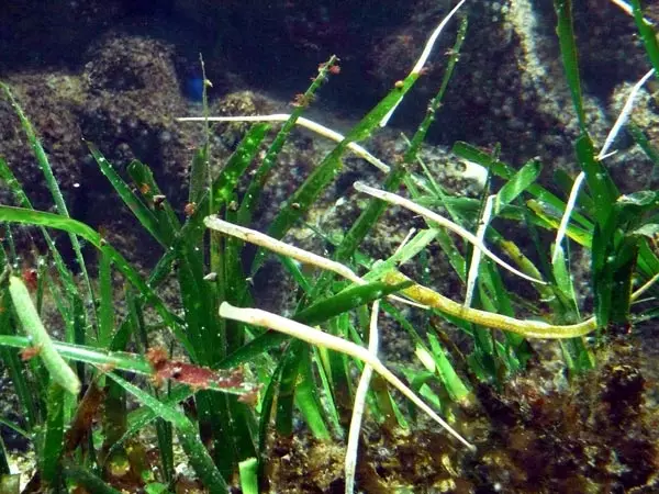 Peixos d'agulla marins i d'aigua dolça: descripció, distribució, manteniment i reproducció 13_59